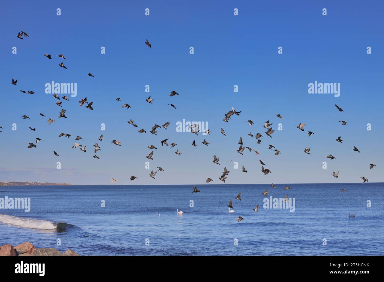 White dove flying over water hi-res stock photography and images - Alamy