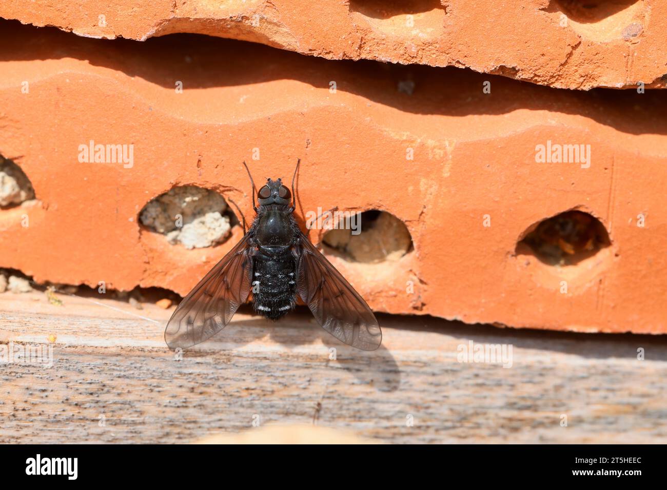 Trauerschweber, an einer Wildbienen-Nisthilfe, Trauer-Schweber ...