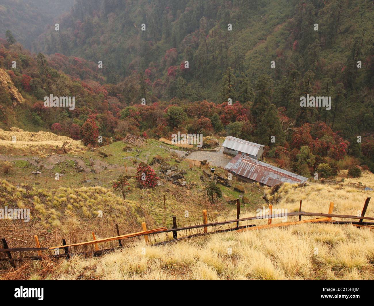 Small lodge in Isharu and colorful rhododendron forest, Nepal Stock ...