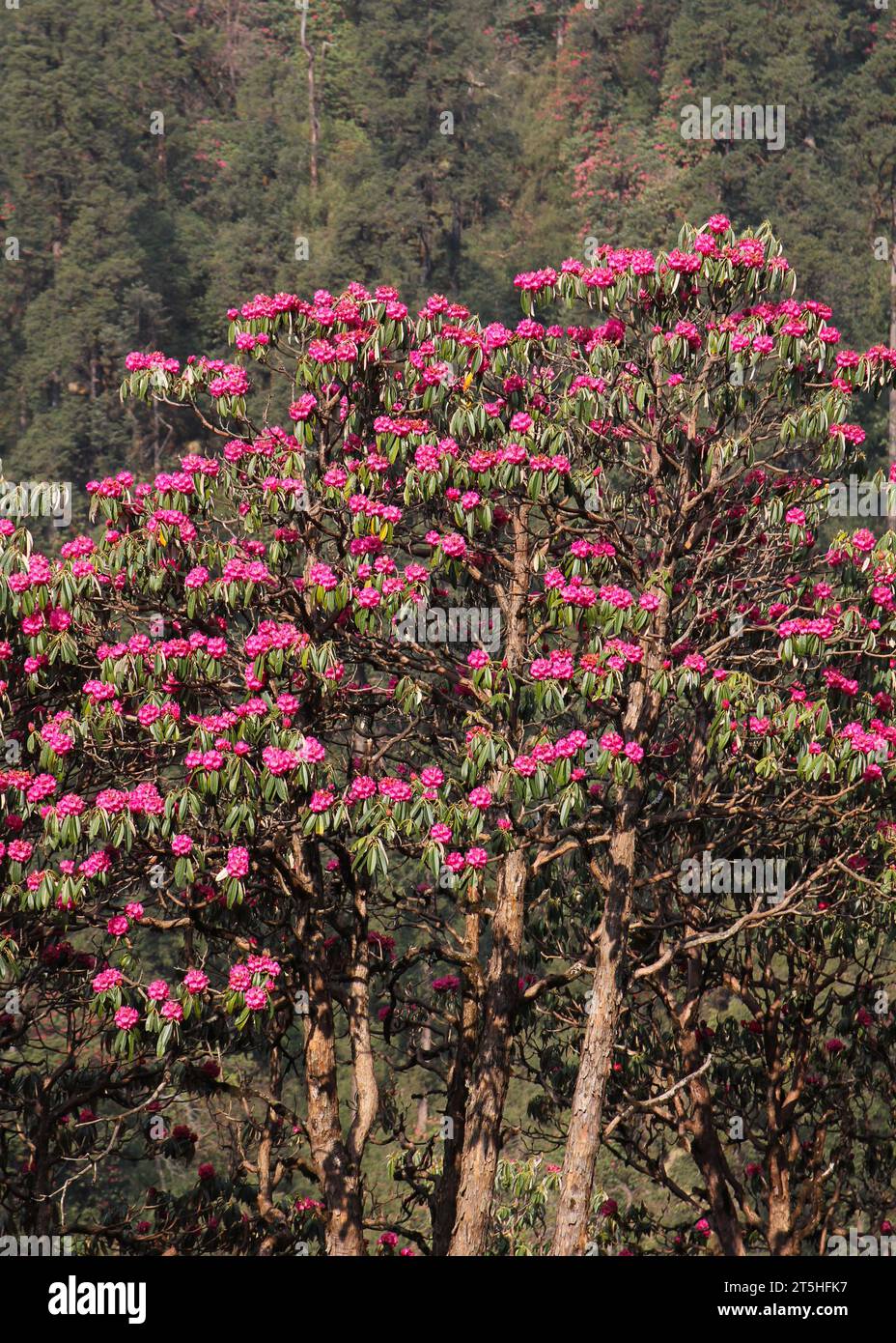 Pink Laligurans, rhododendrons, near Ghandruk, Nepal Stock Photo - Alamy