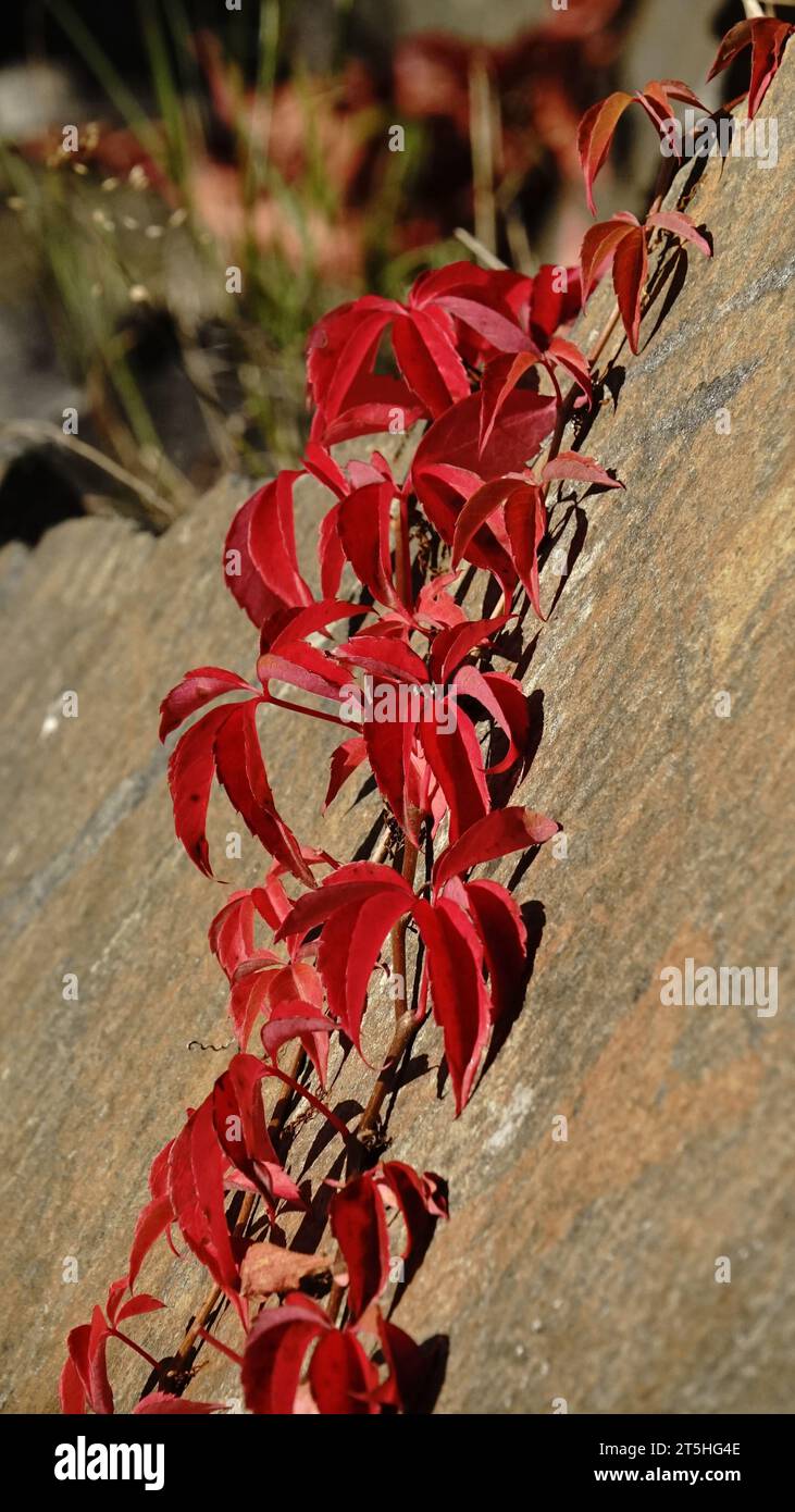 A vibrant Virginia creeper vine with red foliage Stock Photo - Alamy