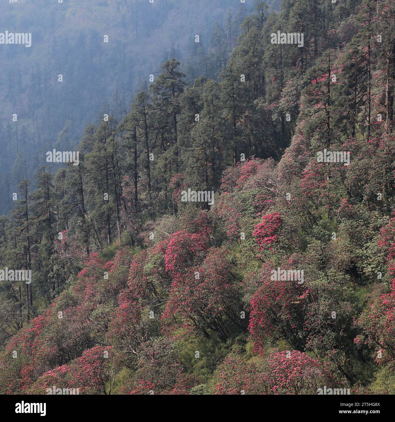 Blooming Laligurans forest in Nepal. Spring scene Stock Photo - Alamy