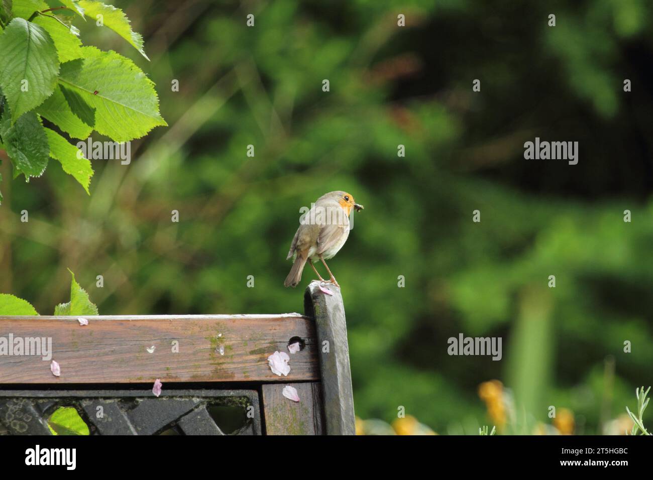 The robin (Erithacus rubecula) is a bird species from the family of ...