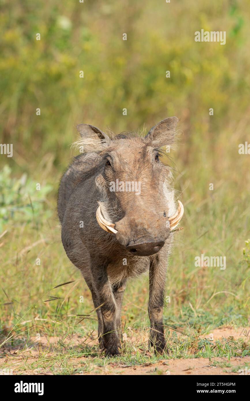 Common Warthog (Phacochoerus africanus Stock Photo - Alamy