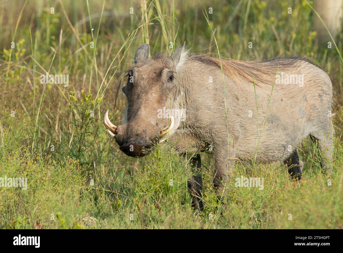 Common Warthog (Phacochoerus africanus Stock Photo - Alamy