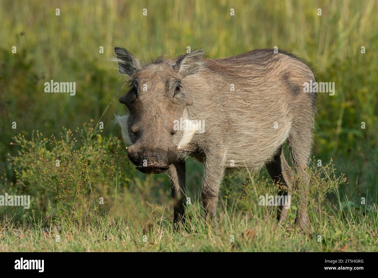 Common Warthog (Phacochoerus africanus Stock Photo - Alamy