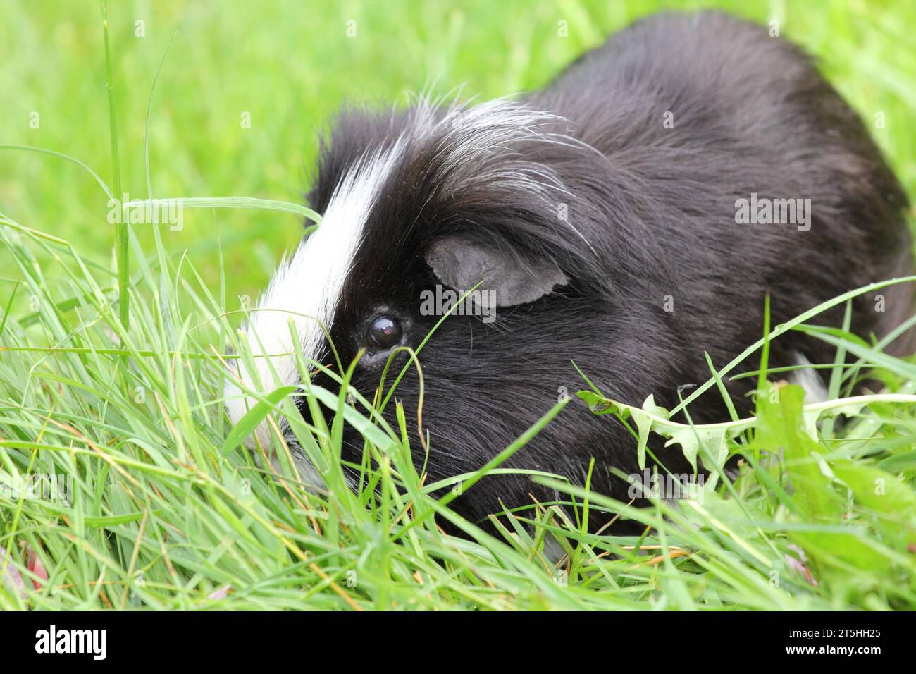 Caviidae family hi-res stock photography and images - Alamy