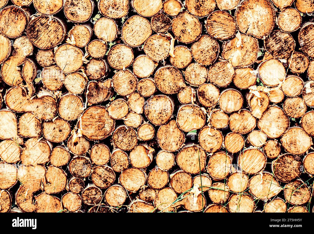 Round teak woods trees circle stumps cutted group. Deforestation ...