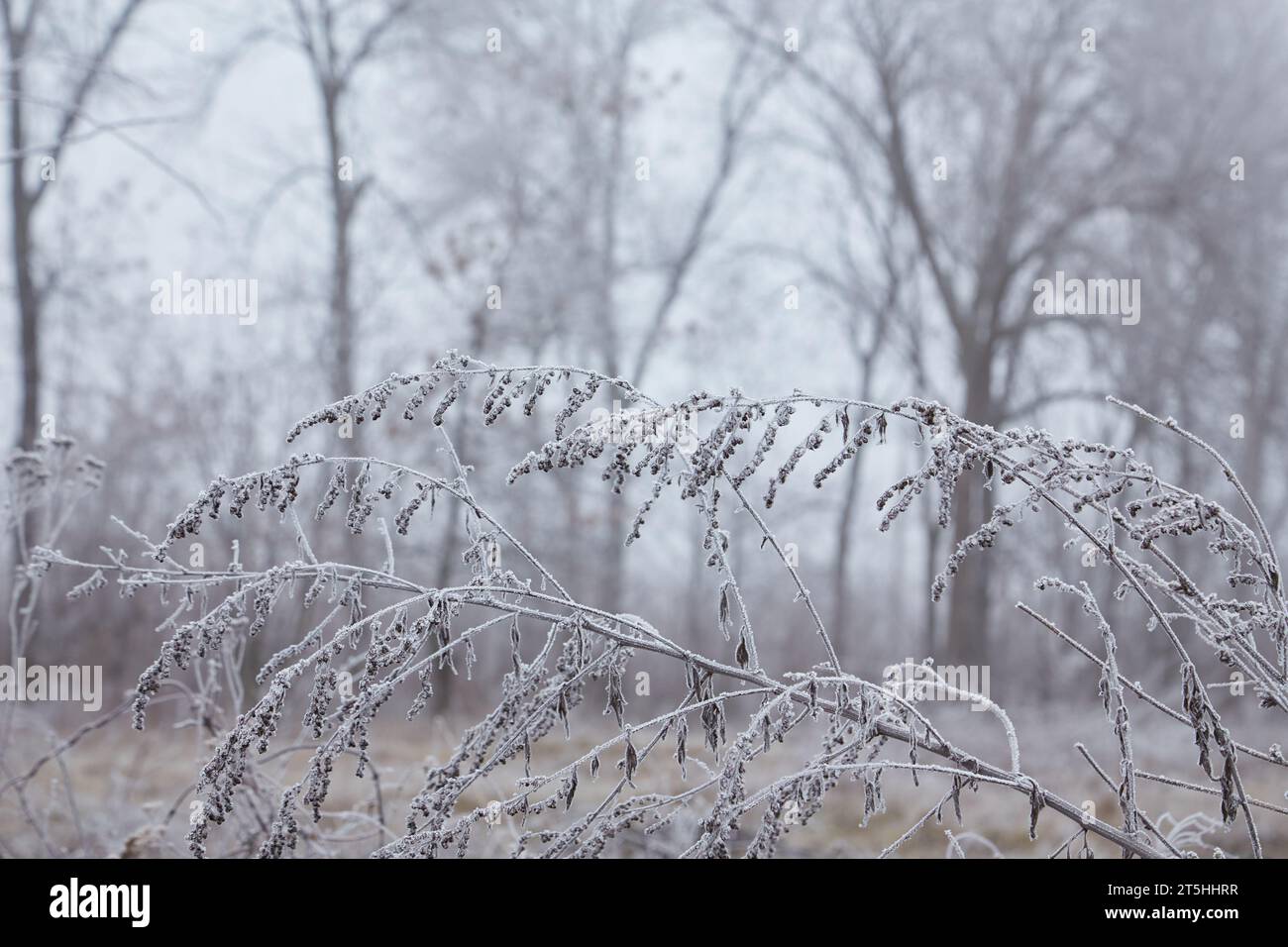 A mystical scene of early winter unveiling its magic through the mist ...