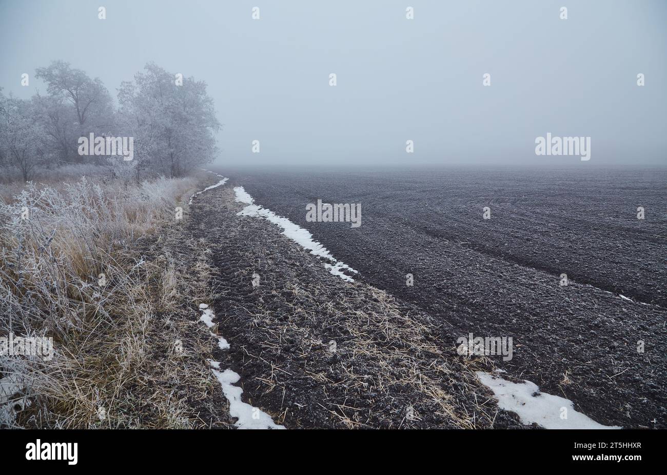 A mystical scene of early winter unveiling its magic through the mist ...