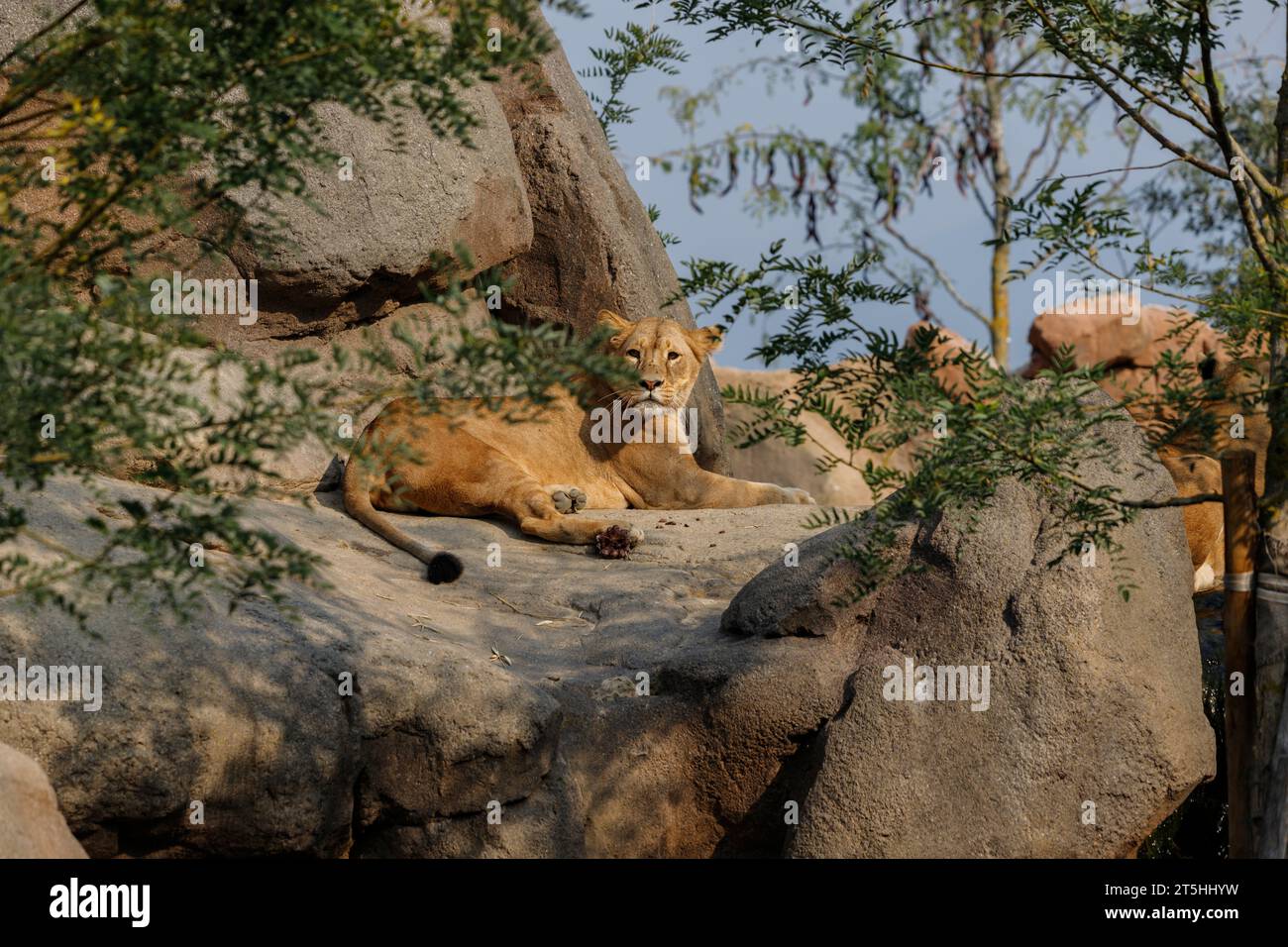 Female lion (Panthera leo, family: Felidae Stock Photo - Alamy