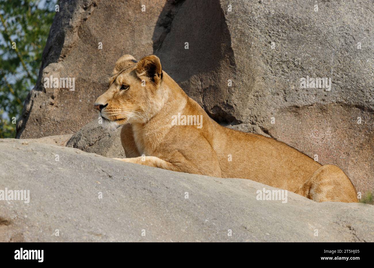 Female lion (Panthera leo, family: Felidae Stock Photo - Alamy