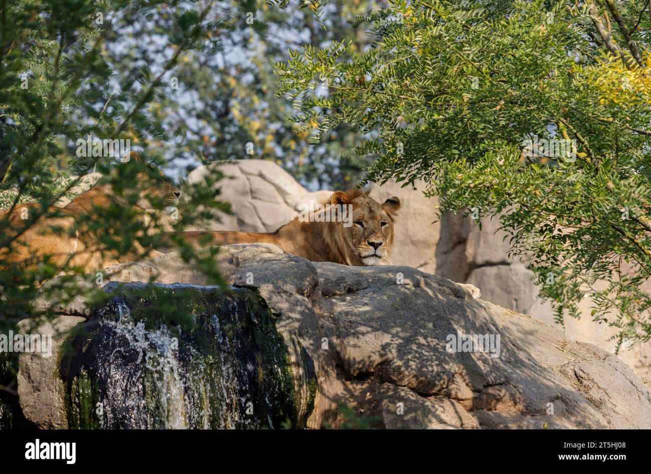 Male lion (Panthera leo, family: Felidae Stock Photo - Alamy