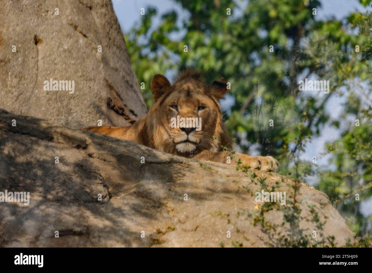 Male lion (Panthera leo, family: Felidae Stock Photo - Alamy