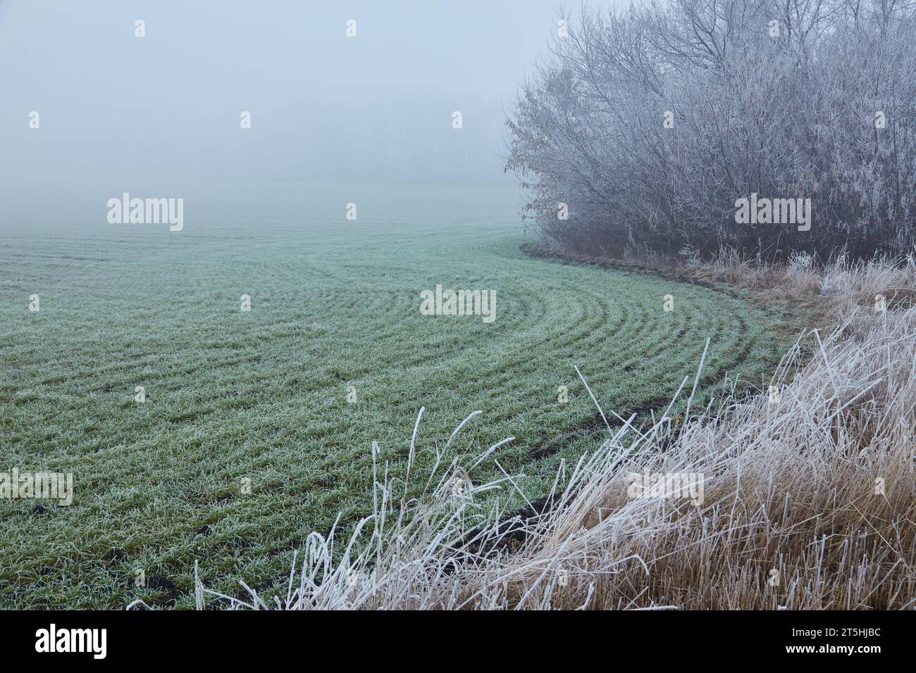 The expanse of plowed winter wheat field disappears into the mist ...