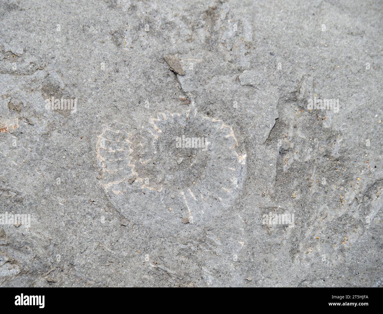 Fossil imprint ammonite shell hi-res stock photography and images - Alamy