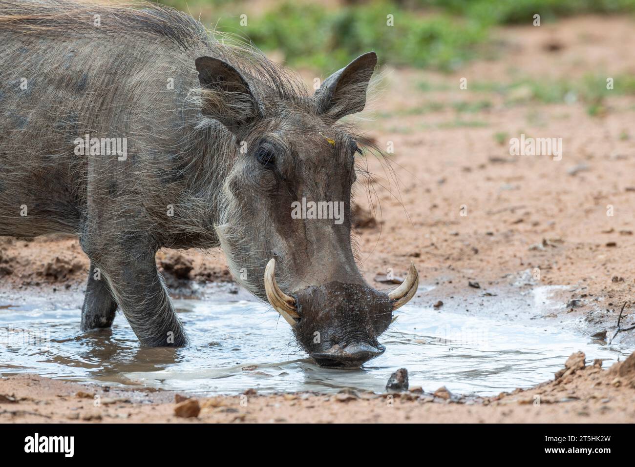 Common Warthog (Phacochoerus africanus Stock Photo - Alamy