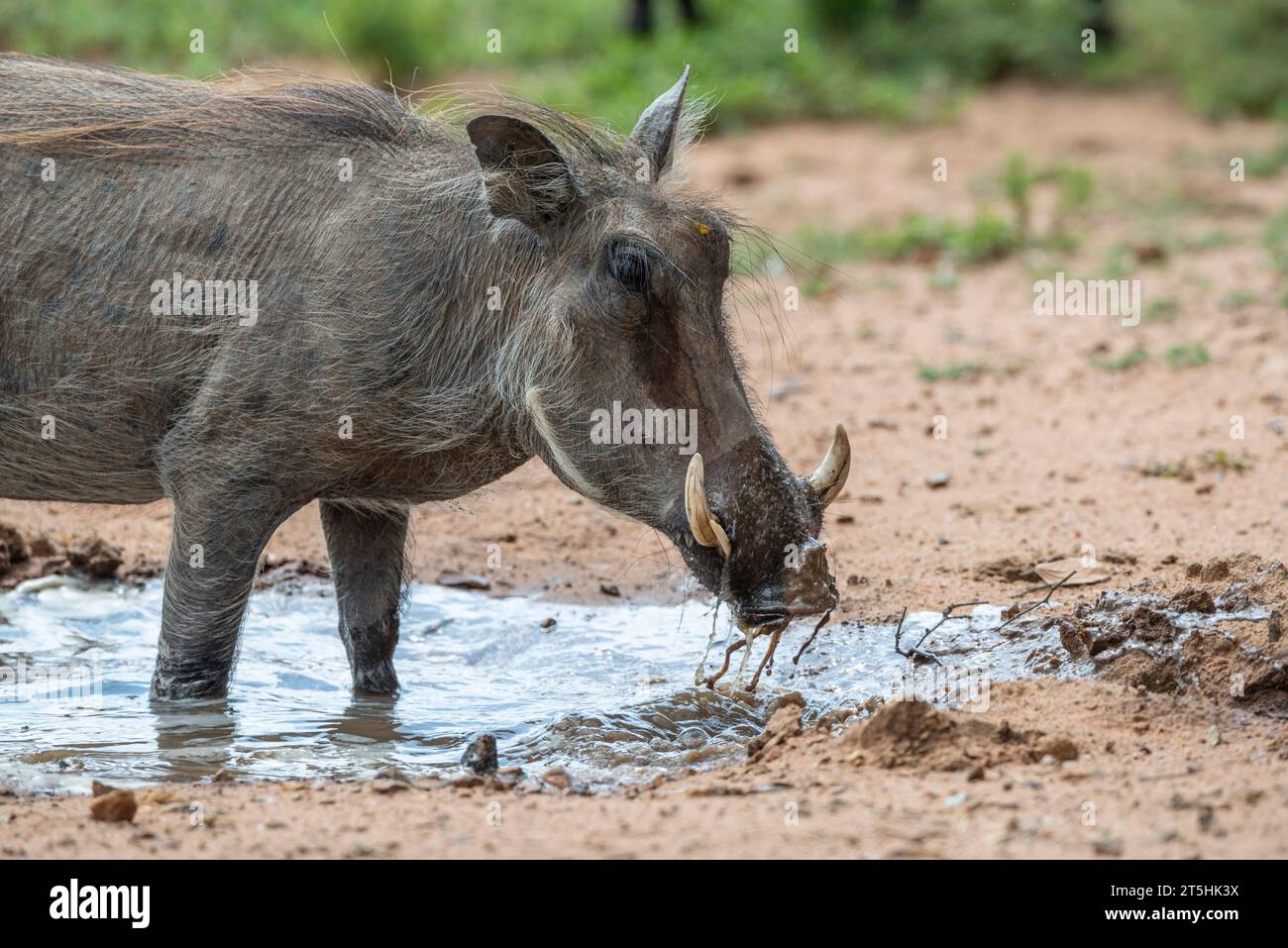 Common Warthog (Phacochoerus africanus Stock Photo - Alamy