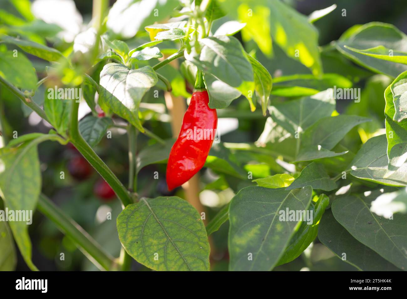 Capsicum annuum cultivars hi-res stock photography and images - Alamy