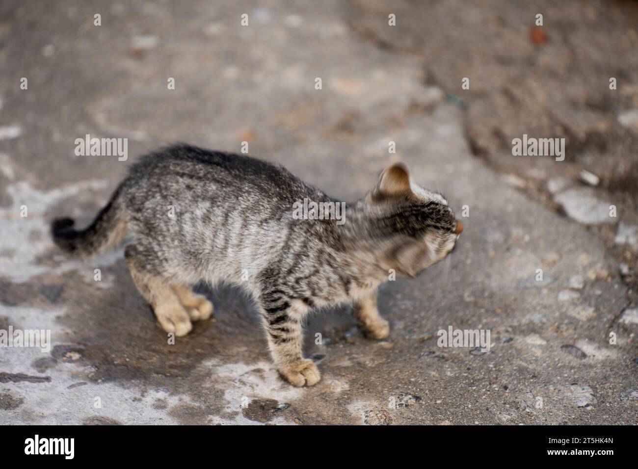 Very cute kittens flowers hi-res stock photography and images - Alamy