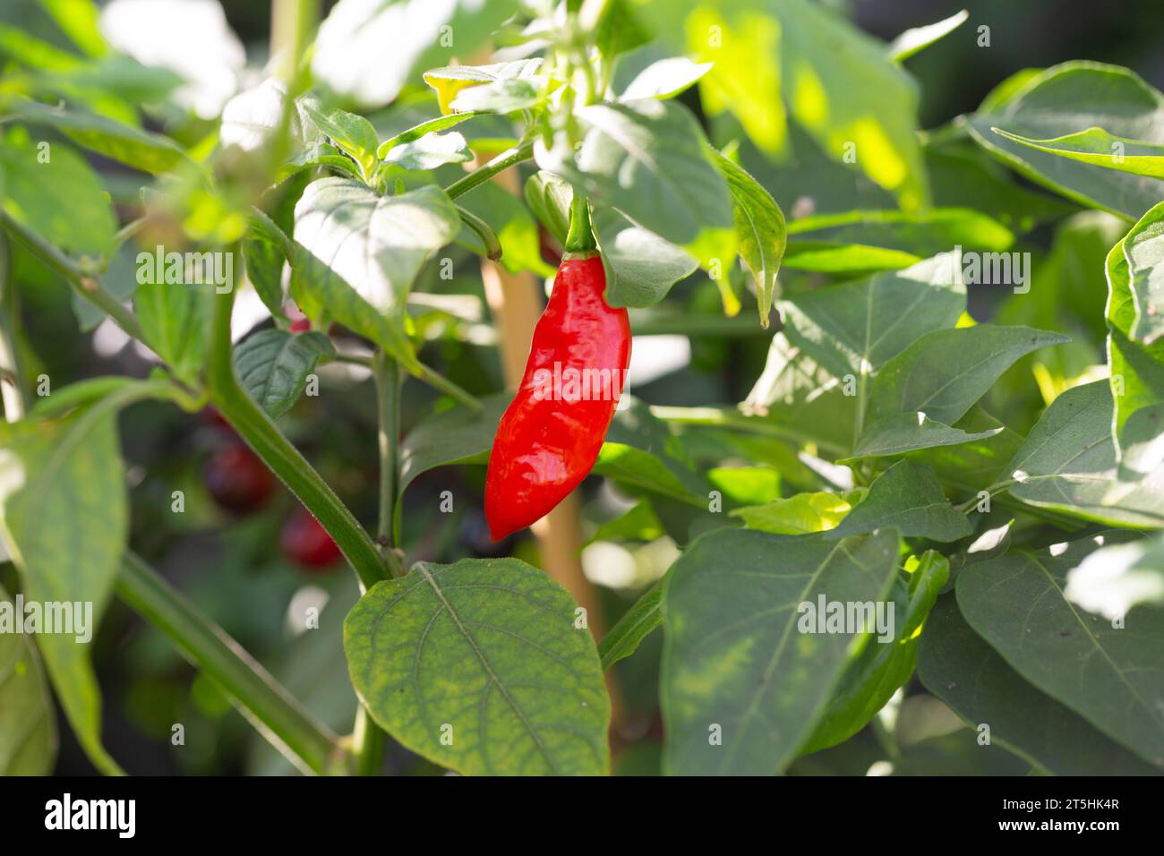 Red Chilli Pepper plant, Capsicum annuum Stock Photo - Alamy