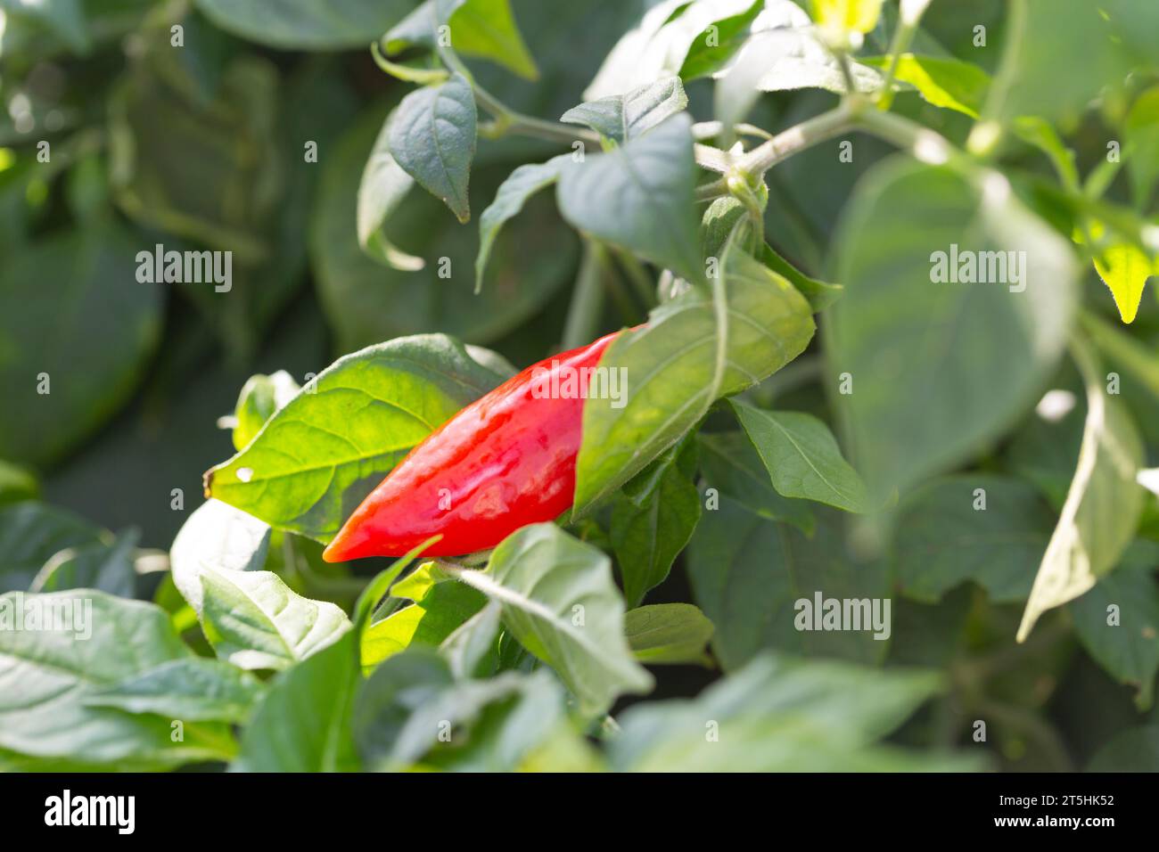 Red Chilli Pepper plant, Capsicum annuum Stock Photo - Alamy