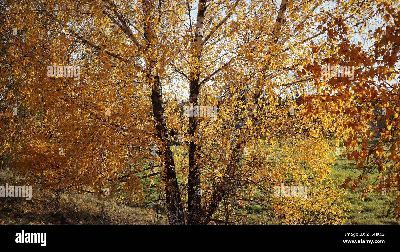 willow tree in the autumn season with foliage changing color, changing ...