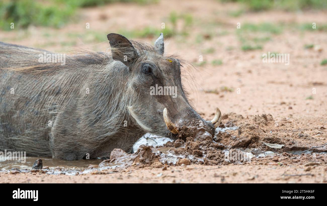 Common Warthog (Phacochoerus africanus Stock Photo - Alamy