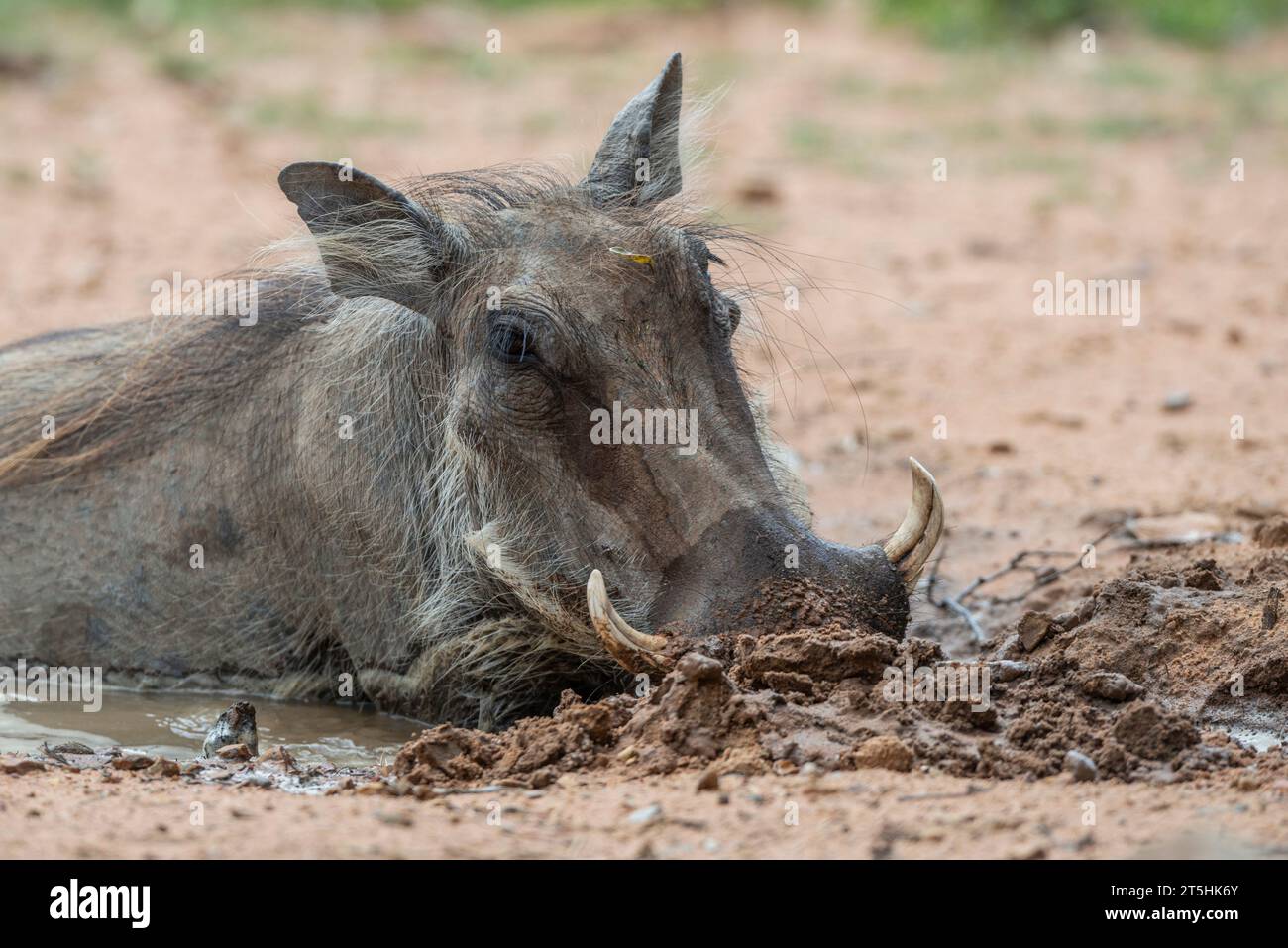 Common Warthog (Phacochoerus africanus Stock Photo - Alamy