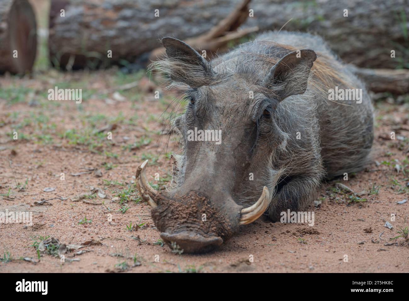 Common Warthog (Phacochoerus africanus Stock Photo - Alamy