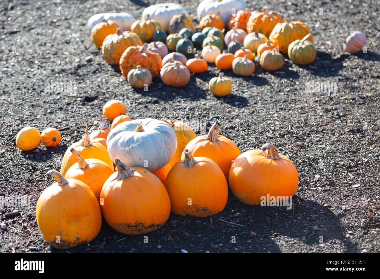 Fall Season - Here Come the Pumpkins Ghouls and Gourds Stock Photo - Alamy