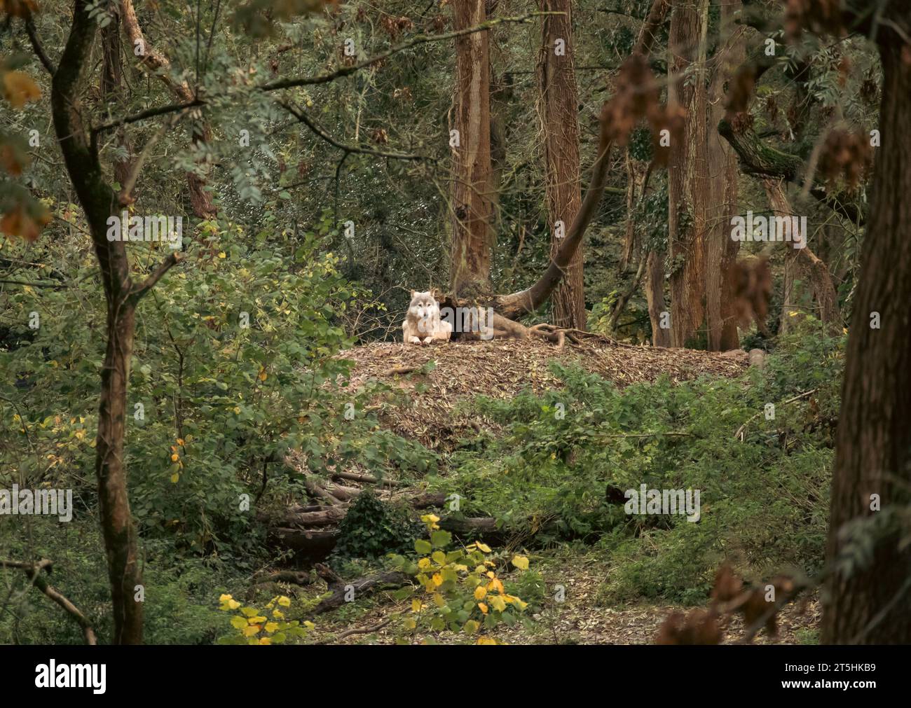 Wolf Looking out over forest floor ready to hunt Stock Photo - Alamy