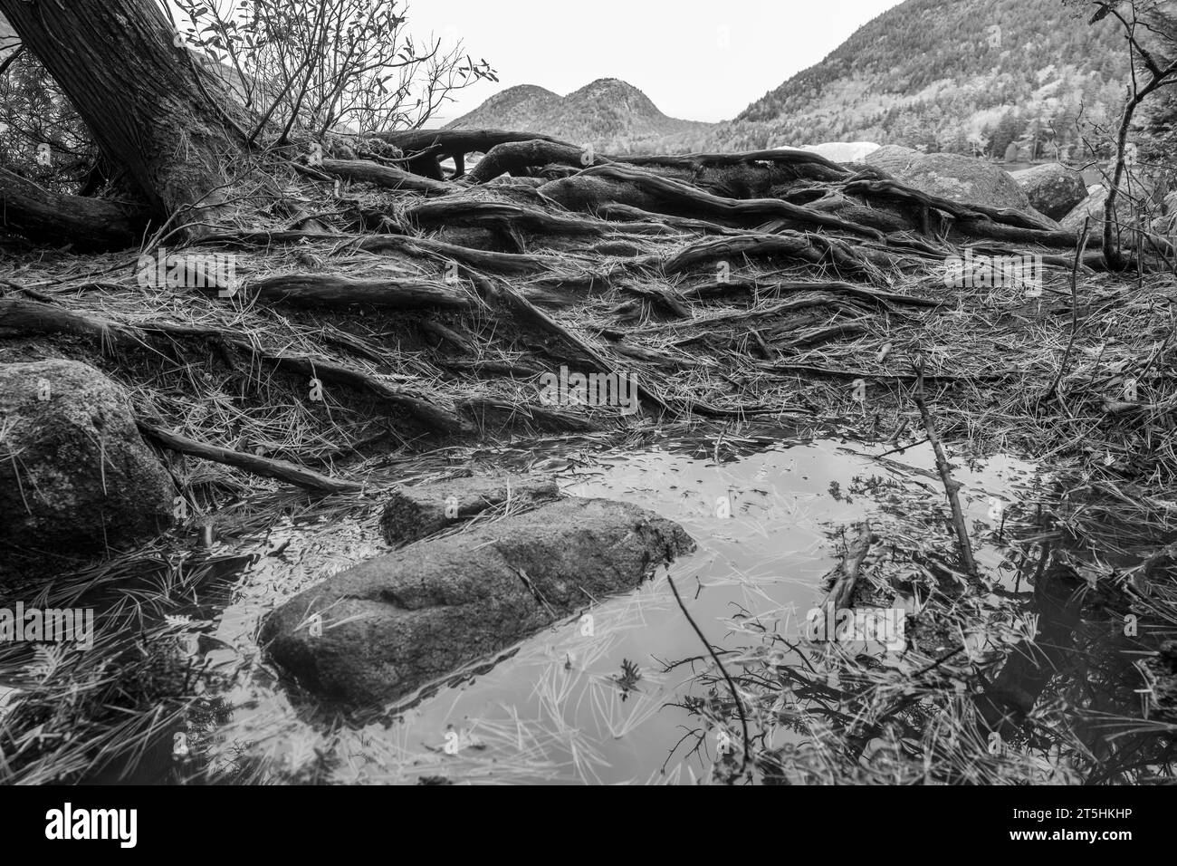 Old tree root dark Black and White Stock Photos & Images - Alamy