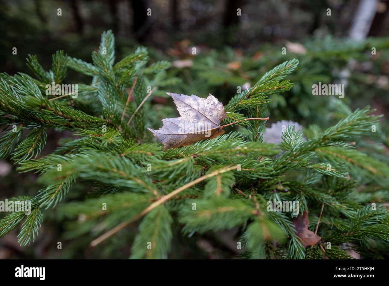 Dead maple hi-res stock photography and images - Alamy