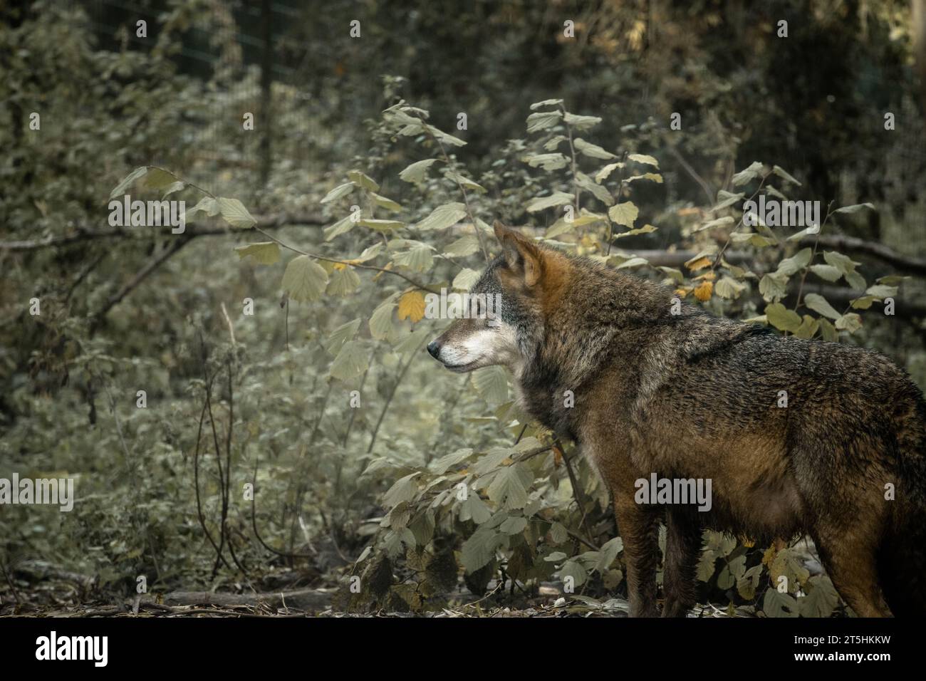 Wolf Looking out over forest floor ready to hunt Stock Photo - Alamy