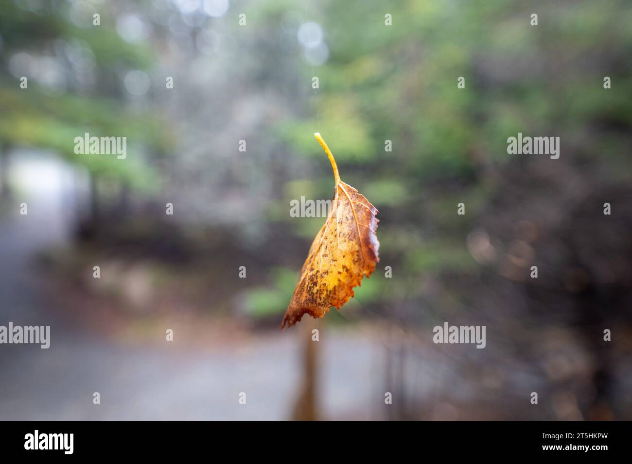 Leaf suspended by a spider web Stock Photo - Alamy