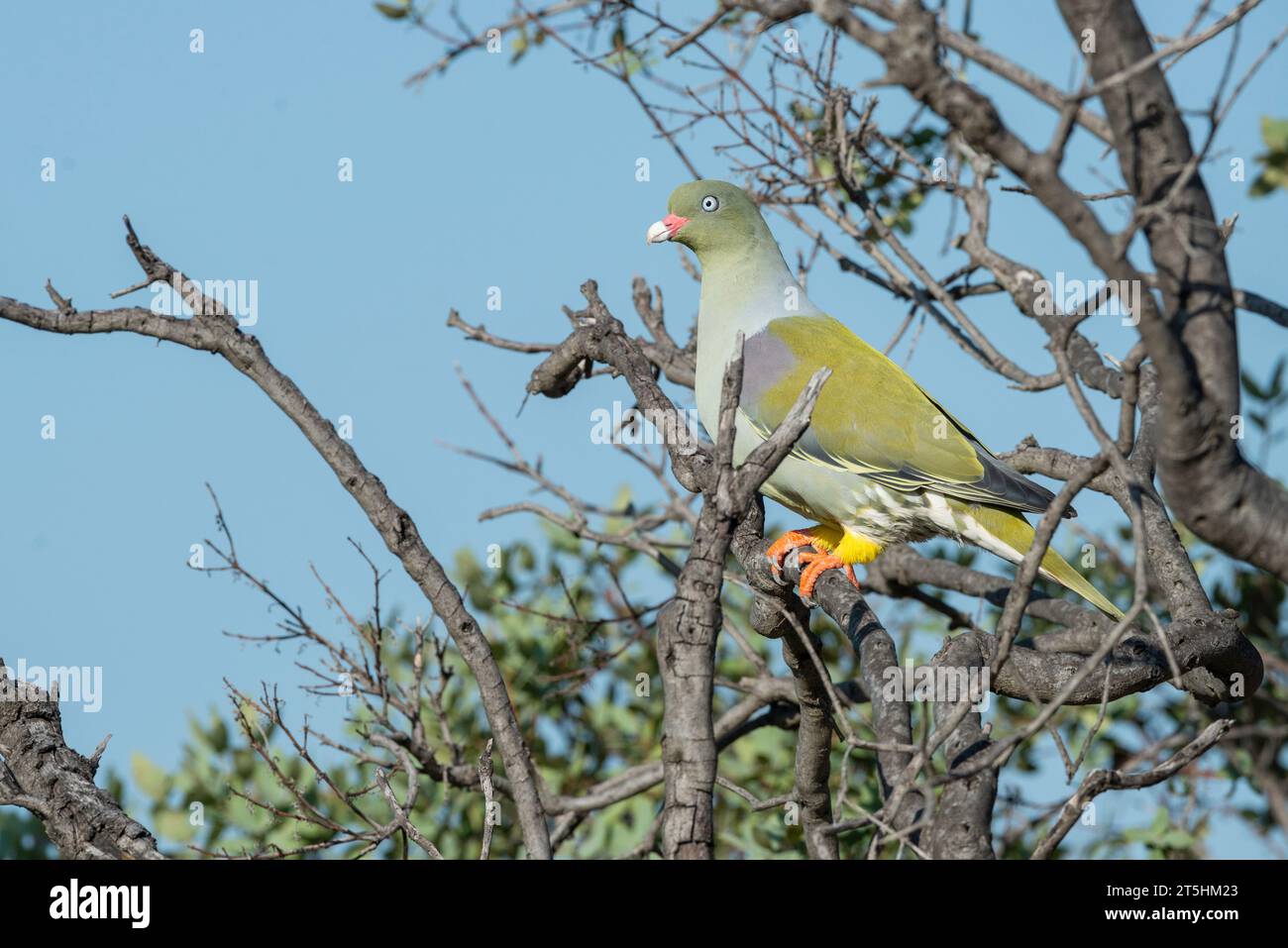 African green pigeon (Treron calvus) taken in South Africa Stock Photo ...