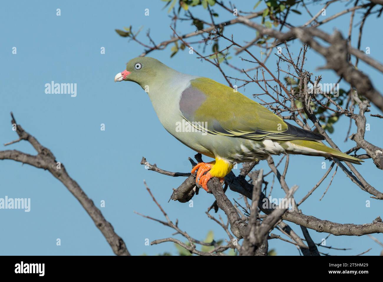 African green pigeon (Treron calvus) taken in South Africa Stock Photo ...