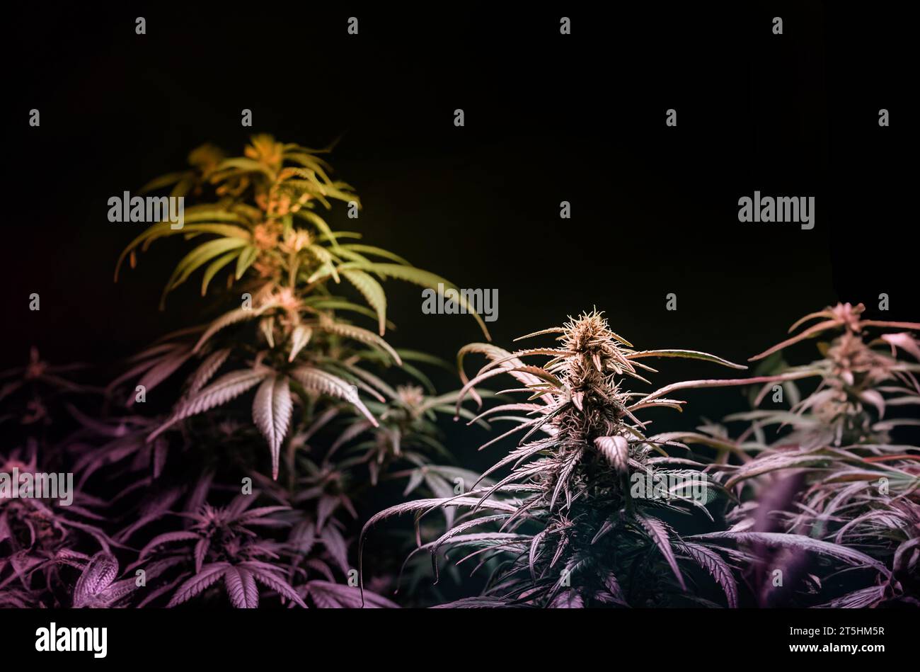 Medical Marijuana plants forming flower buds grown under Purple Uv ...