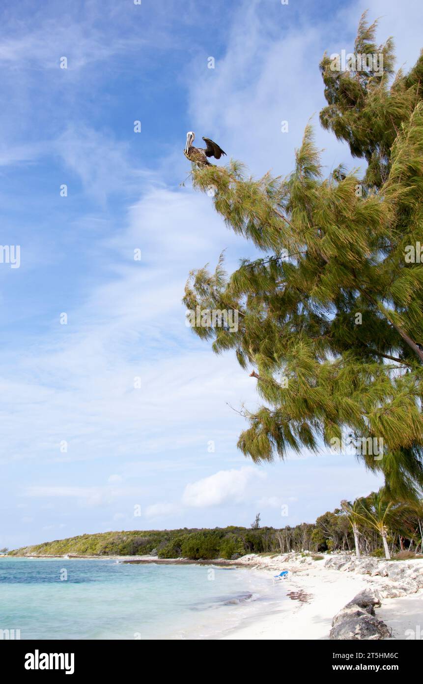 The morning view of a pelican sitting on a tree on Little Stirrup Cay ...