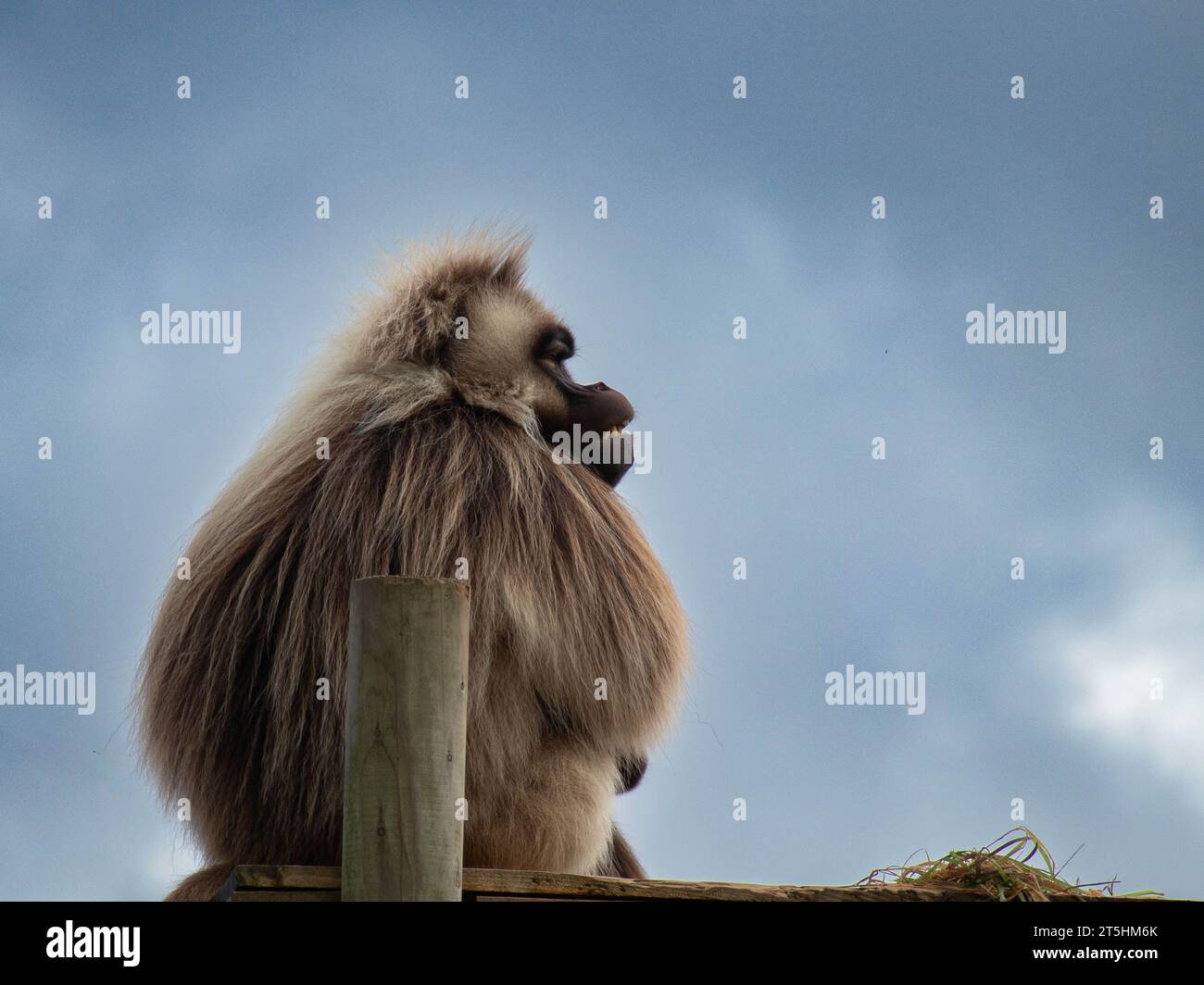 Sitting gelada hi-res stock photography and images - Alamy