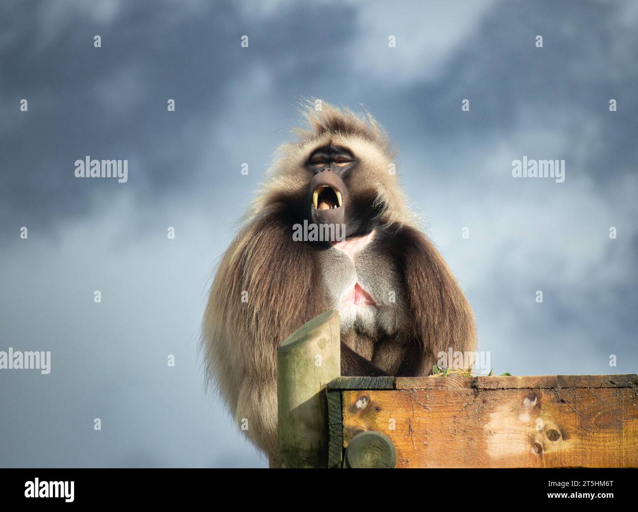 Sitting gelada hi-res stock photography and images - Alamy