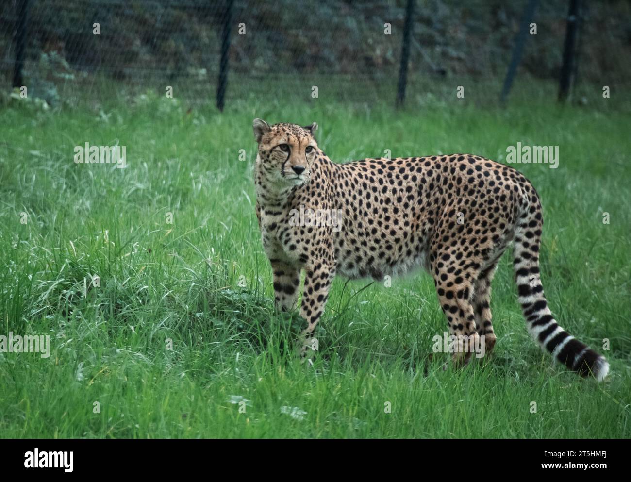 Male Cheetah, walking around on the hunt for food at Bristol Zoo taken ...