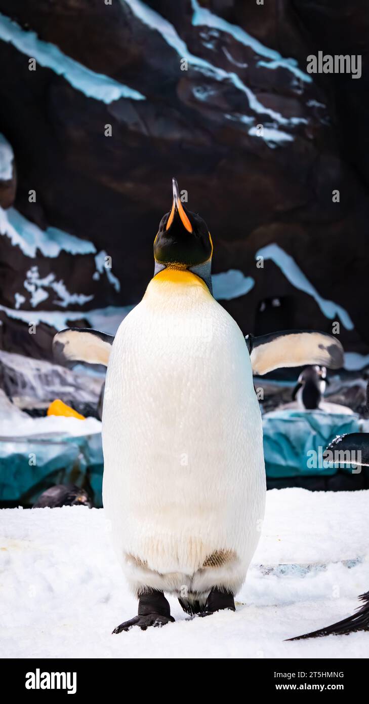 Emperor penguins diving to sea hi-res stock photography and images - Alamy
