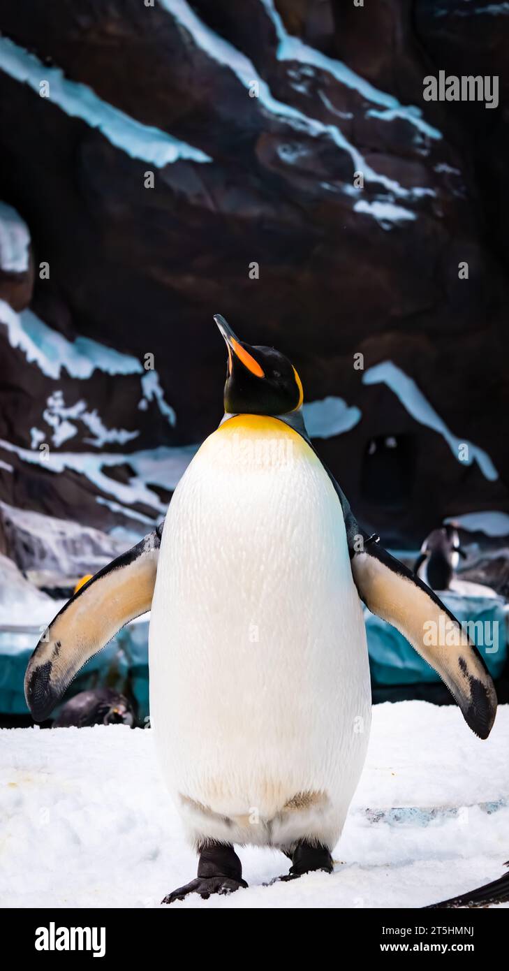 Penguins jumping high hi-res stock photography and images - Alamy