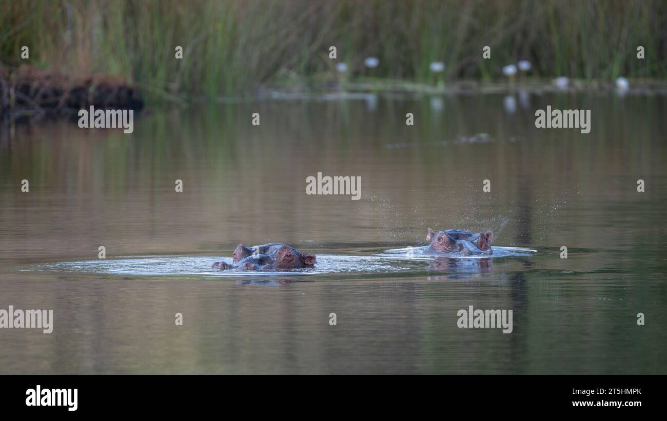 Hippopotamus (Hippopotamus amphibius capensis) taken in South Africa ...