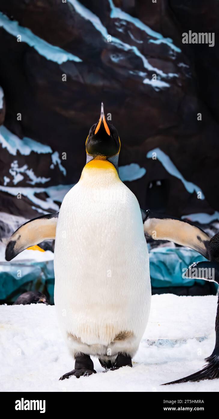 Penguins jumping high hi-res stock photography and images - Alamy