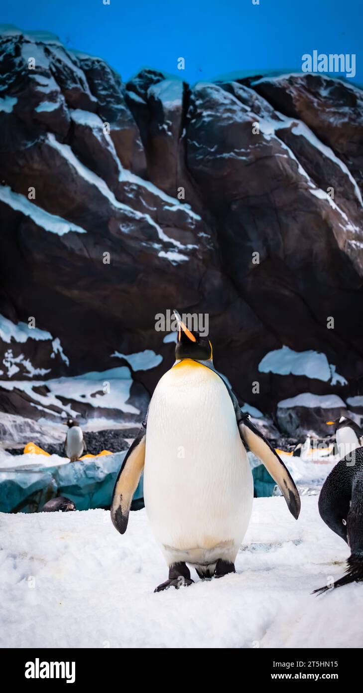 Emperor penguins diving to sea hi-res stock photography and images - Alamy