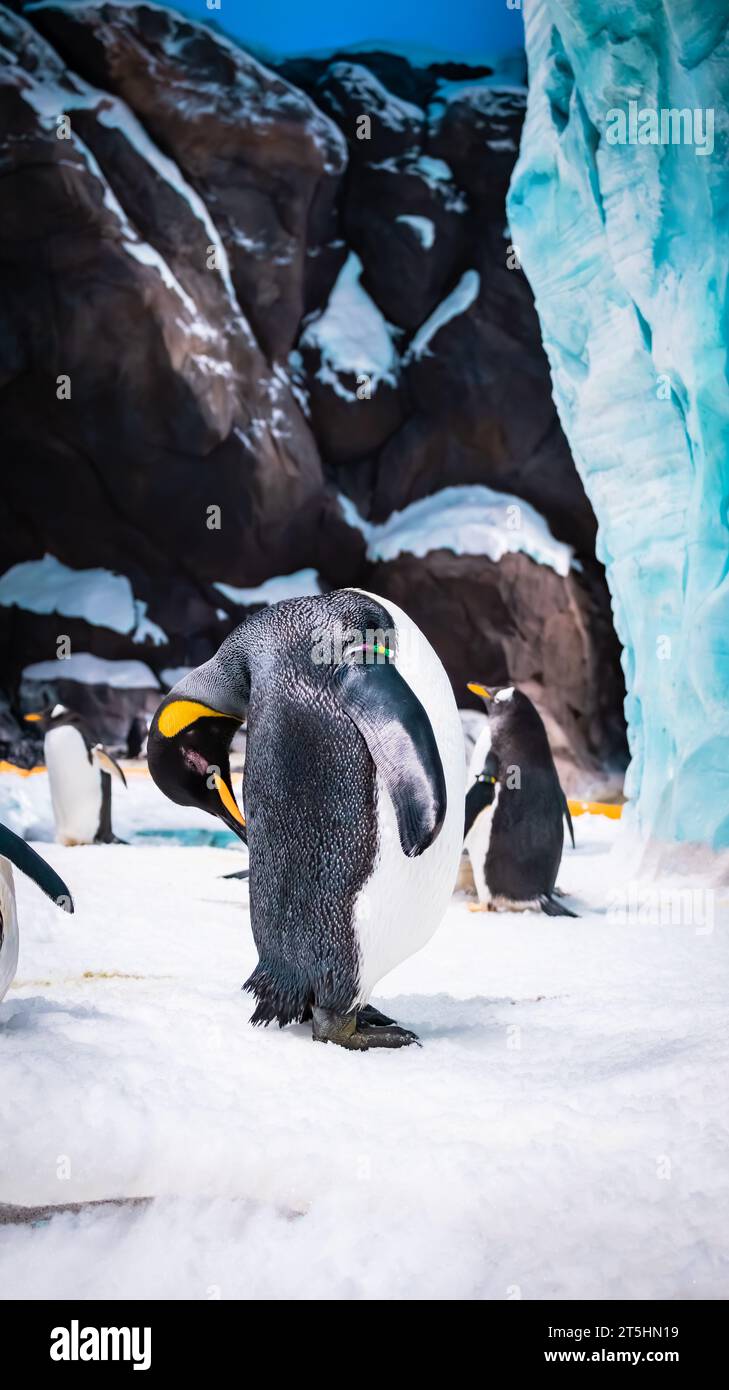 Penguins jumping high hi-res stock photography and images - Alamy