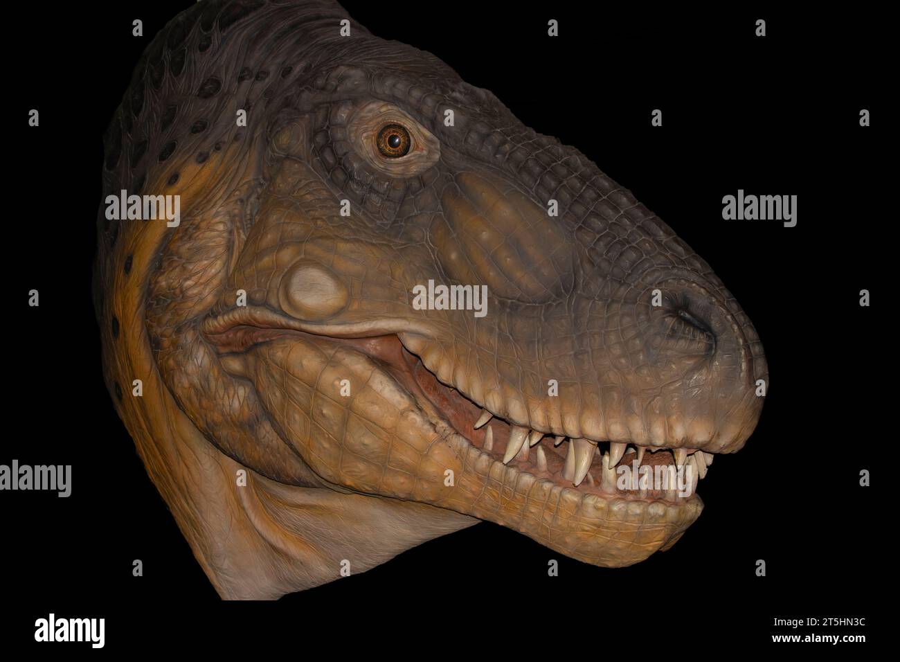 Trex t rex tyrannosaurus hi-res stock photography and images - Alamy